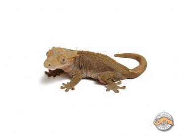 buck_skin-1 | The Urban Reptile