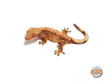 Tiger | The Urban Reptile