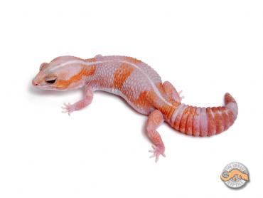amelanistic-3 | The Urban Reptile