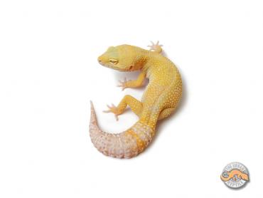 Bell Sunglow | The Urban Reptile