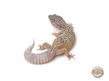 Enigma | The Urban Reptile