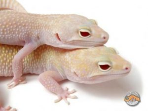 Mack Snow RAPTOR | The Urban Reptile