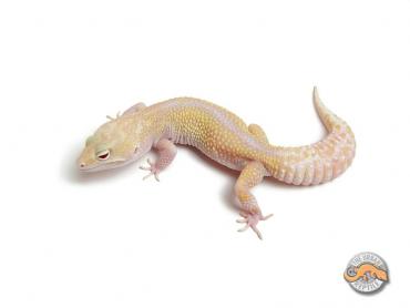 Mack Snow RAPTOR | The Urban Reptile