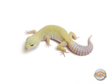 Patternless | The Urban Reptile