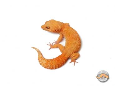 Sunglow | The Urban Reptile