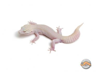 Super Raptor | The Urban Reptile