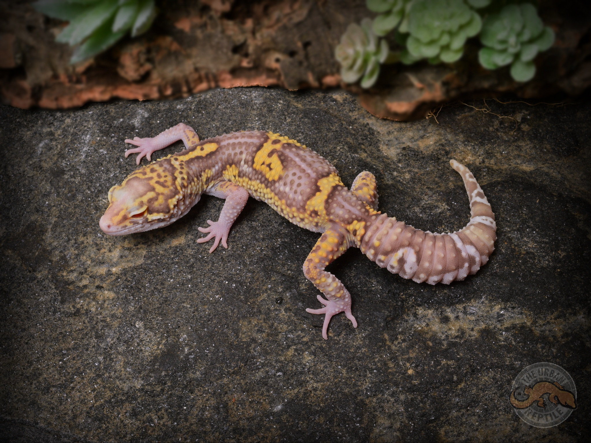 1848_msrd | The Urban Reptile