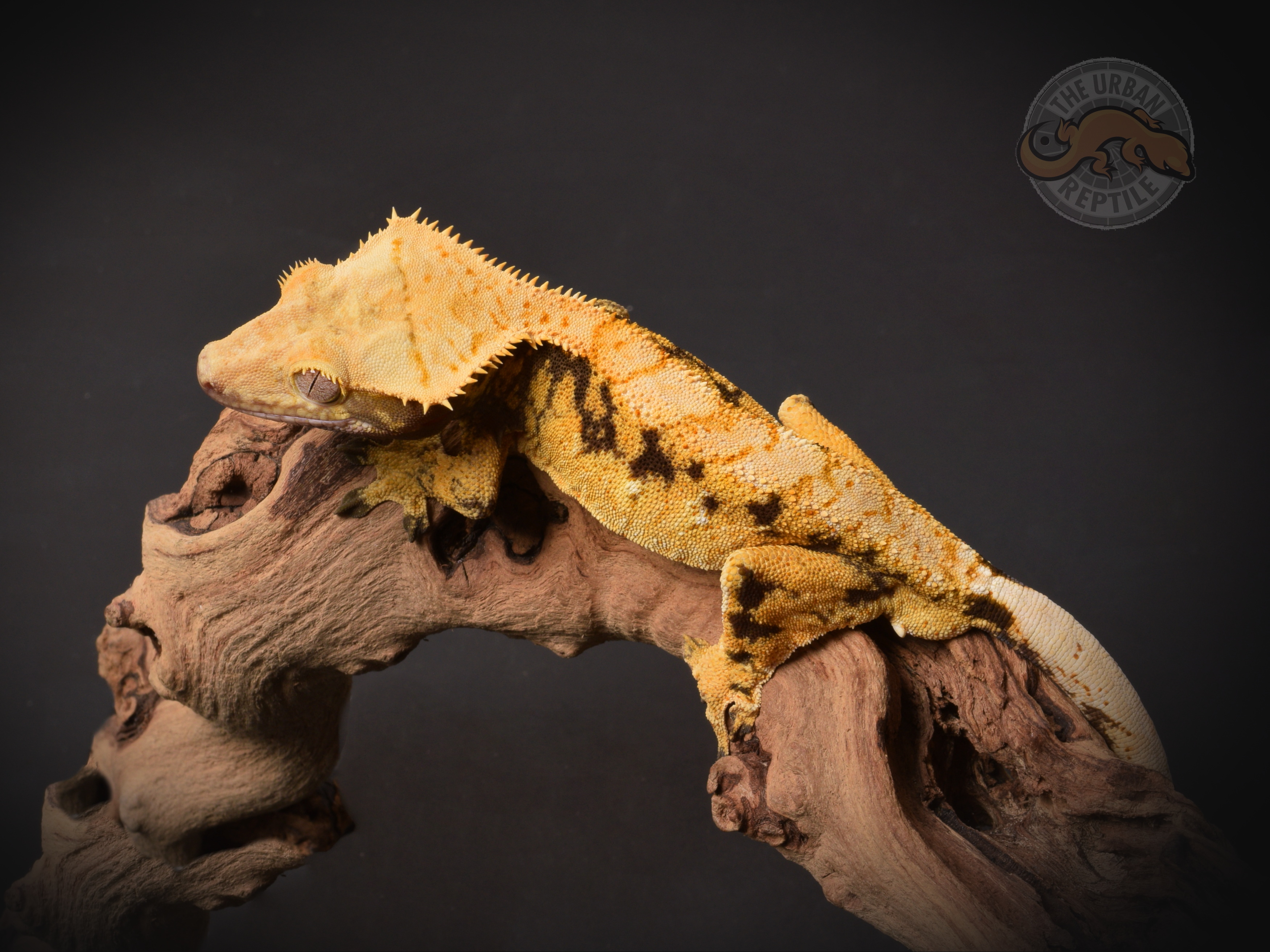 Harlequin Crested Gecko
