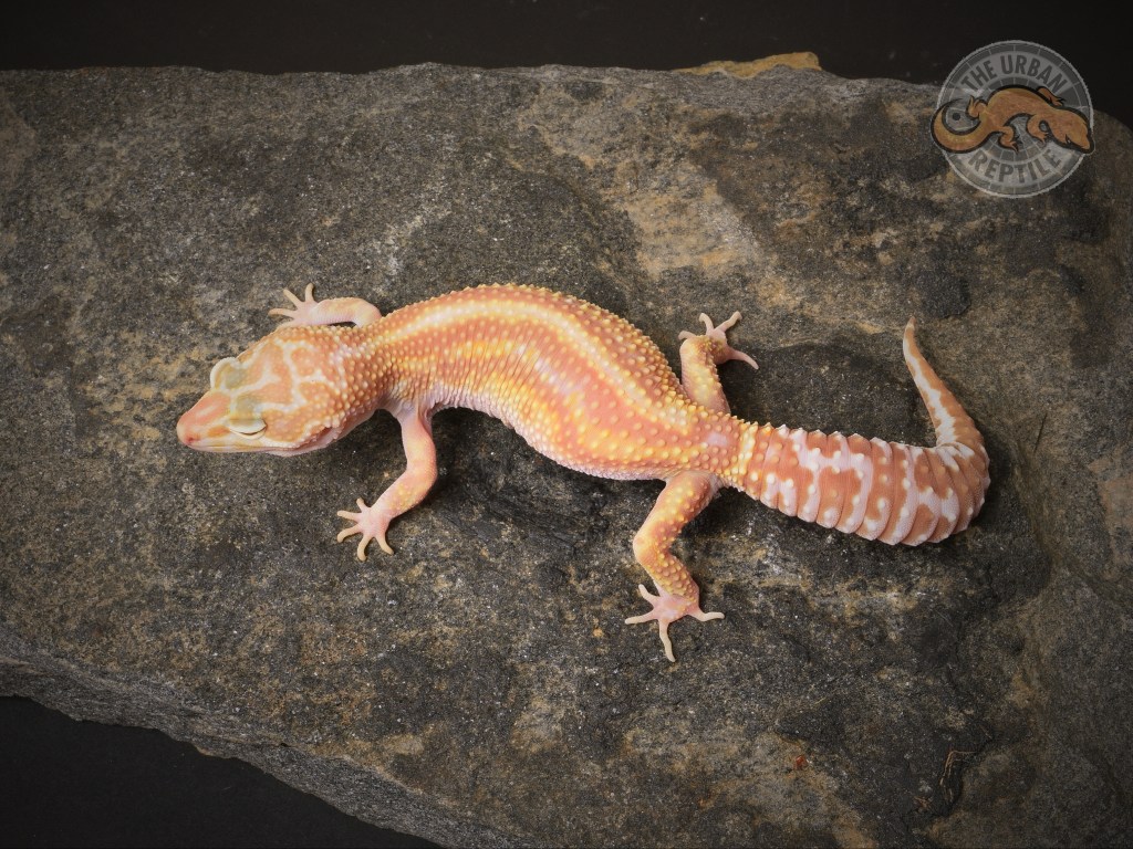 Leopard Geckos for Sale | The Urban Reptile