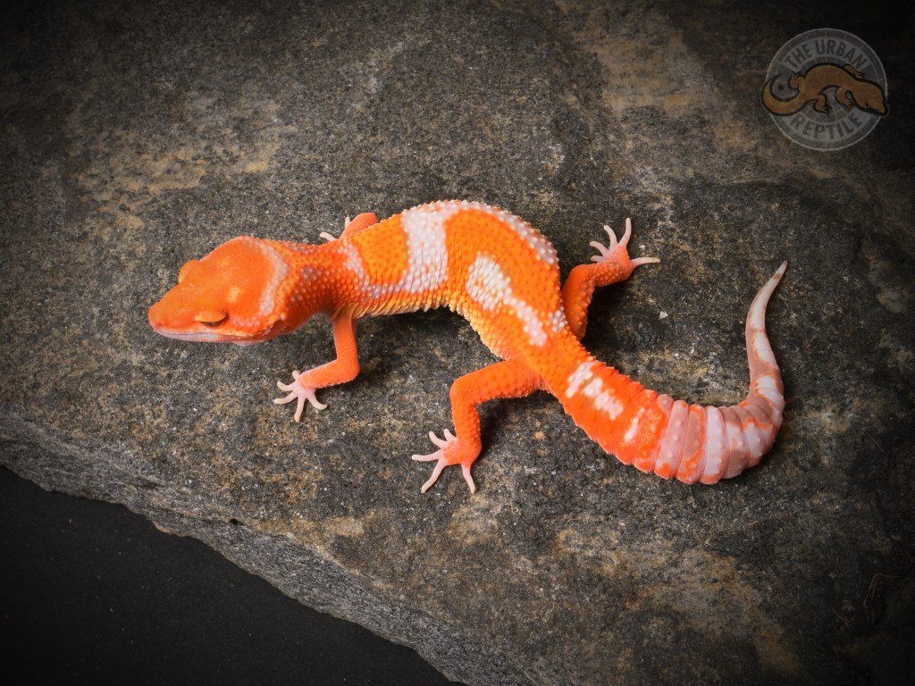Leopard Geckos for Sale | The Urban Reptile