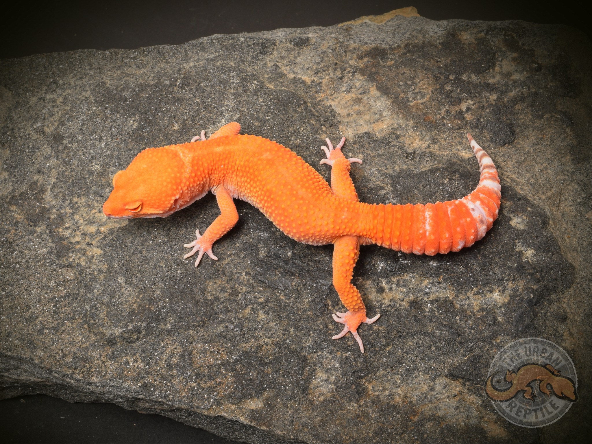 Blood Bell Sunglow | The Urban Reptile