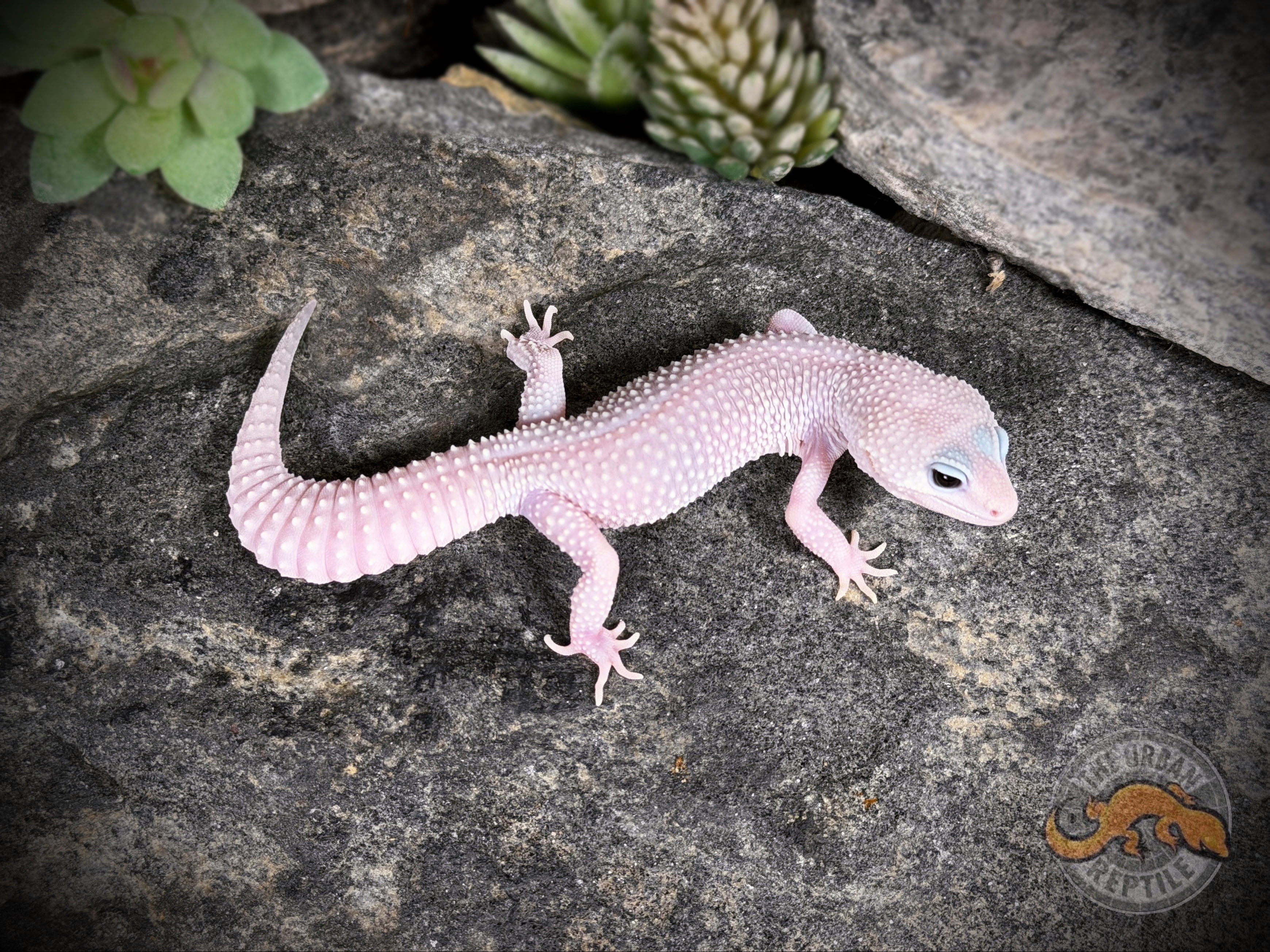 Mack Super Snow Patternless | The Urban Reptile